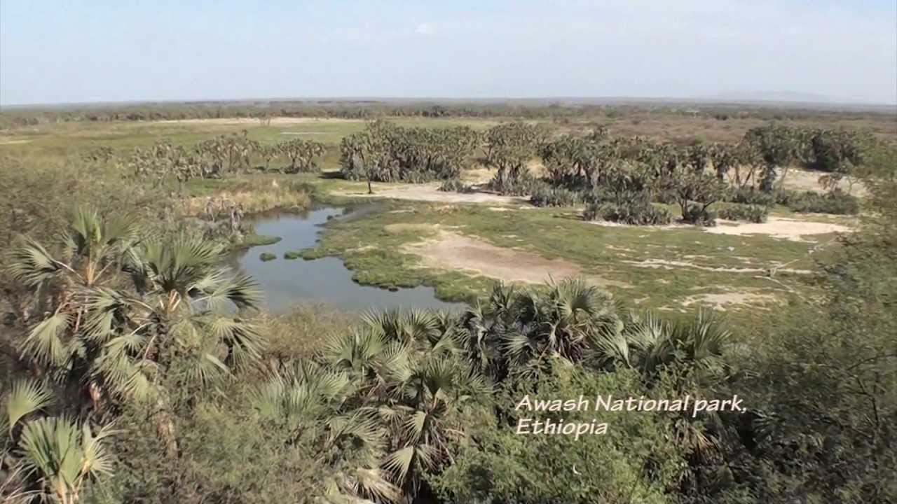 Awash National Park, Ethiopia | AfricanEagle