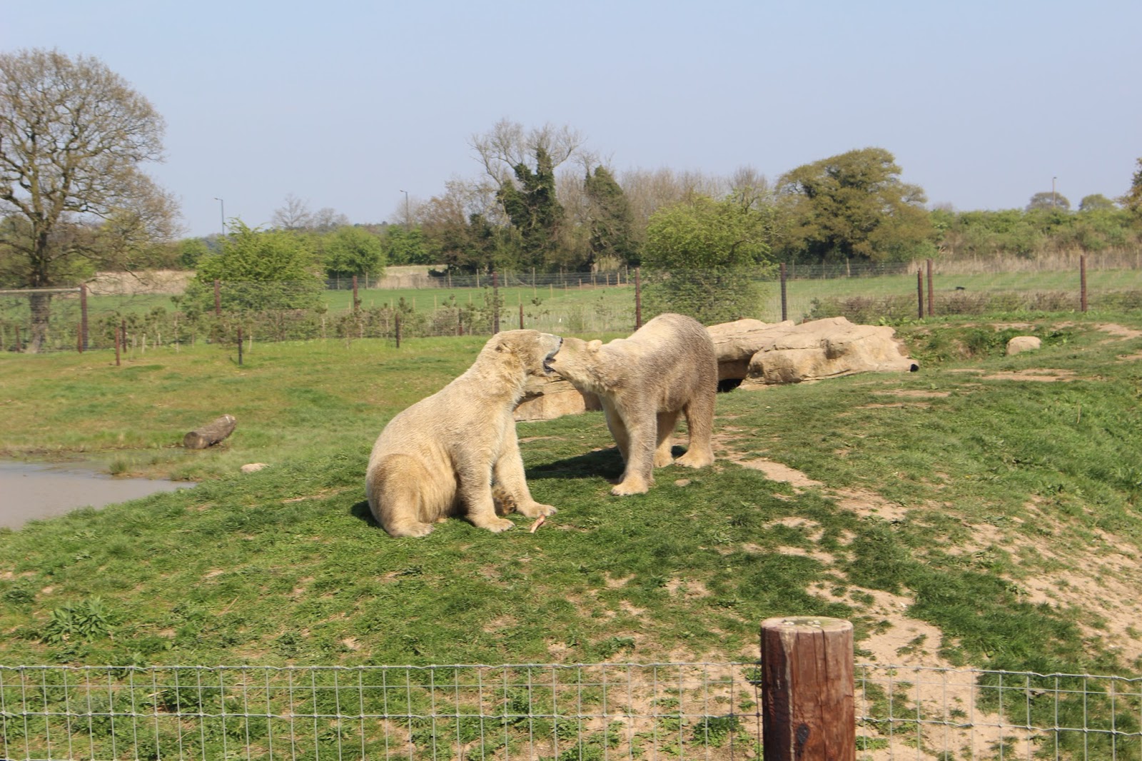 Having a wild time! – Little Hiccups