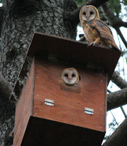 I can totally make that: Wishlist Wednesday: an owl box