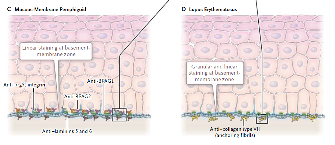 EL RINCÓN DE LA MEDICINA INTERNA. juanpedromacaluso@yahoo.com.ar: MUJER ...