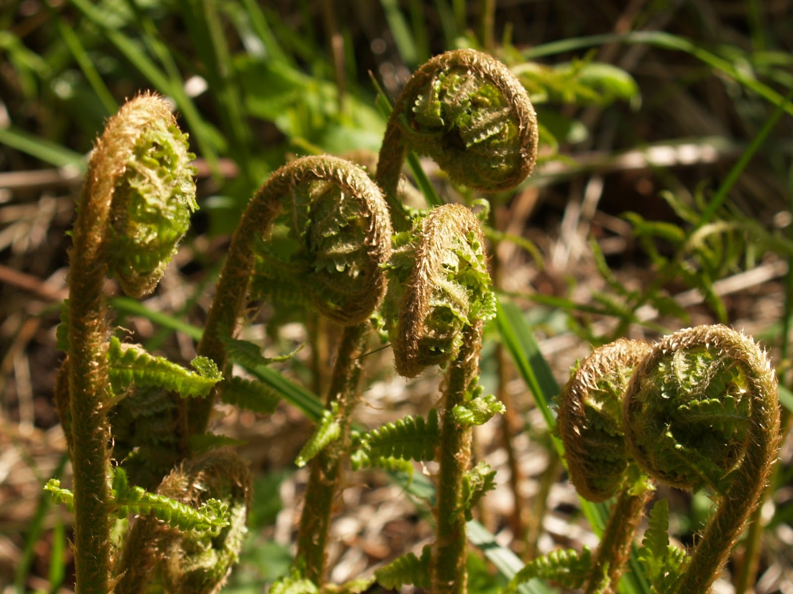 Papardes zieda simbolika | DZIVOTPRIEKS.LV