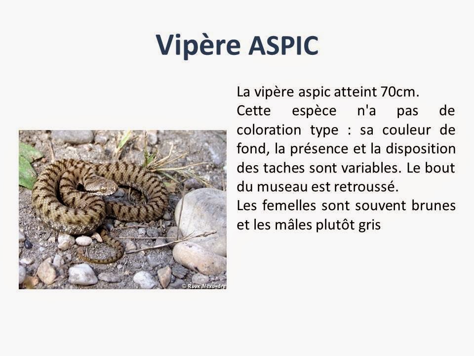 Serpent De France Photo – Univers Reptiles