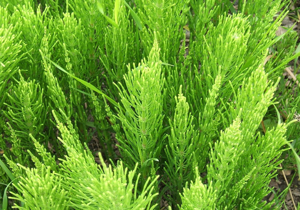 Medica: Coada calului - remineralizant şi dezinfectant