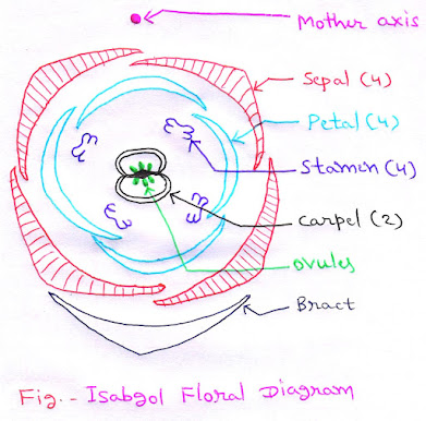 Isabgol Crop Improvement
