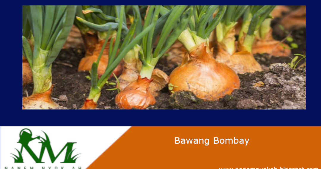Bawang bombay, manfaat dan khasiatnya untuk kesehatan