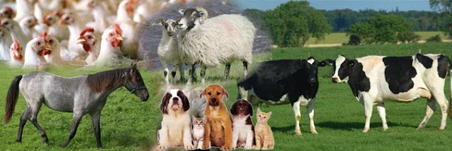 Info Hewan ternak: Macam-Macam Hewan Ternak