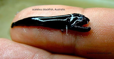 Ideaz : Sharks and Fanged Fishes live in a Volcano, for real ...