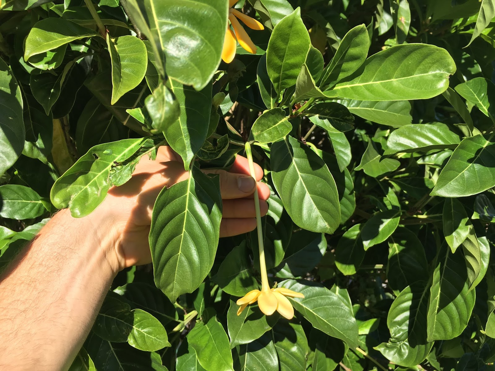 Gardenia mutabilis (Golden Gardenia)