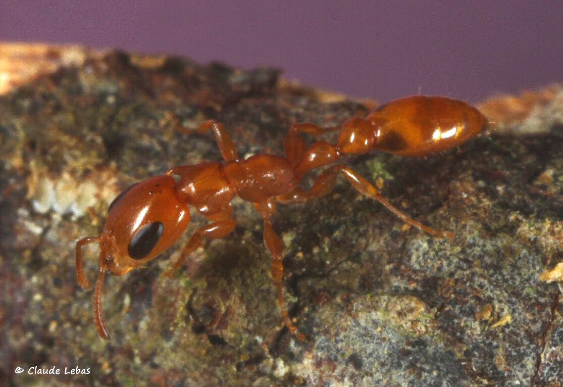 fourmis du Mexique: Pseudomyrmex simplex