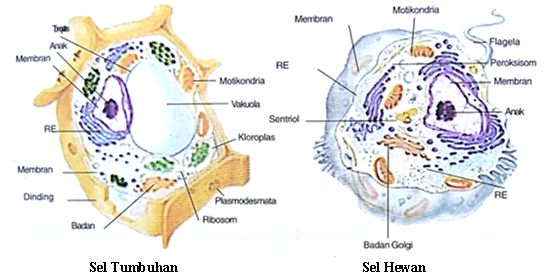 MARI BELAJAR MENGENAL SEL DENGAN MUDAH DI SINI - DOMINIC NEWS