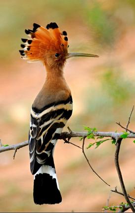 Most Beautiful Top 10 Birds In The world