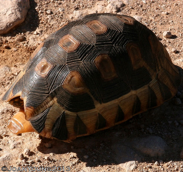 South African Photographs: Angulate Tortoise (Chersina angulata)