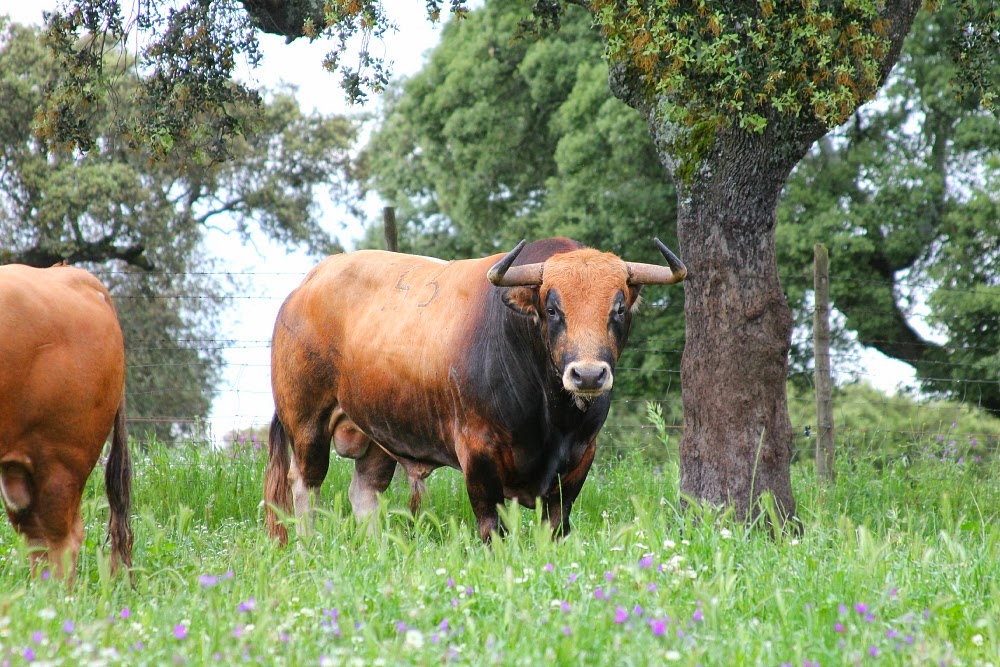 Diário Taurino: Os Charruas para a próxima corrida em Lisboa! (C/Fotos)