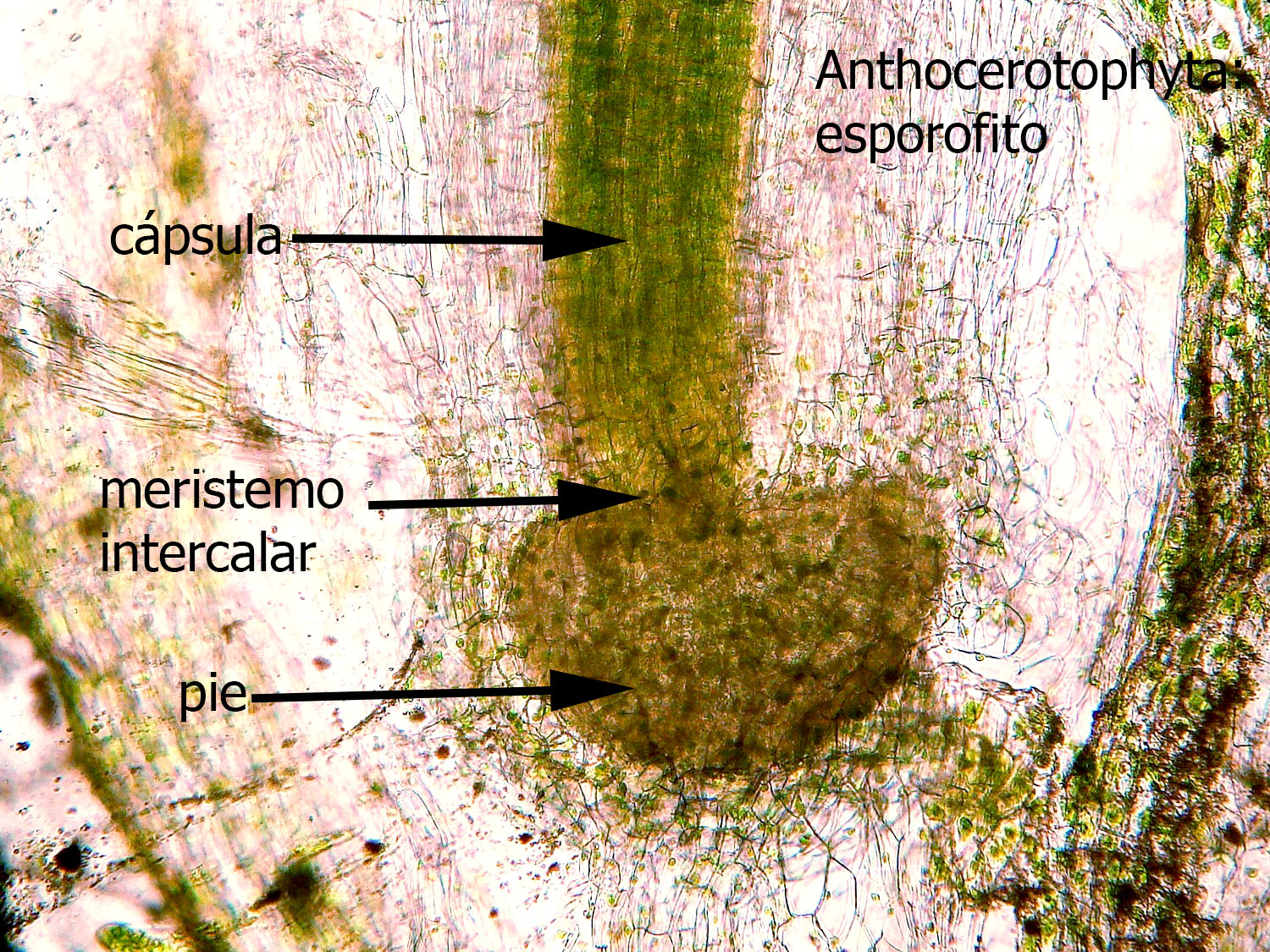 Anthocerotophyta ~ Rimega: Revista de Divulgación Científica.