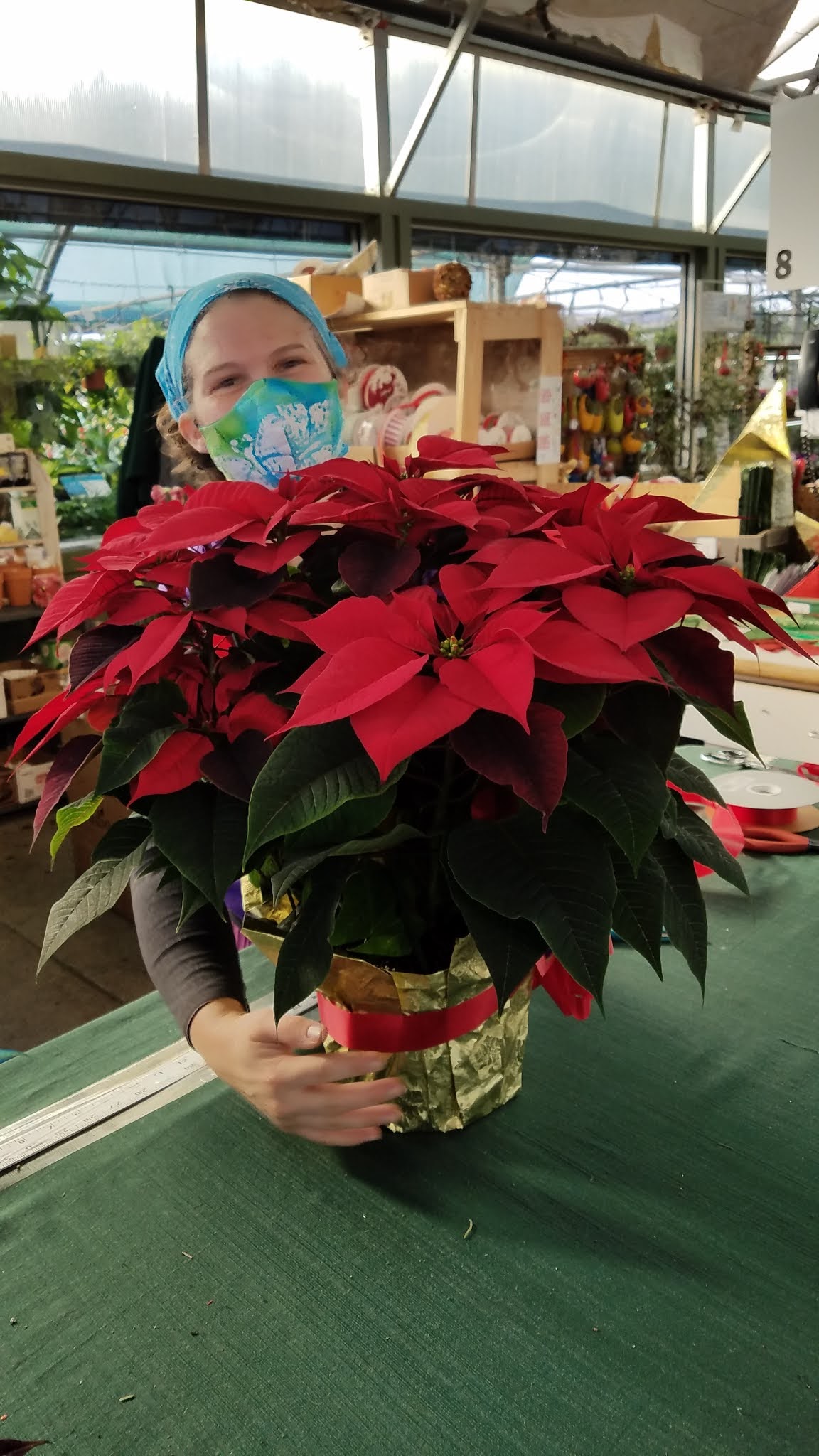 The Flower Bin: How to Care for your Flower Bin Poinsettia
