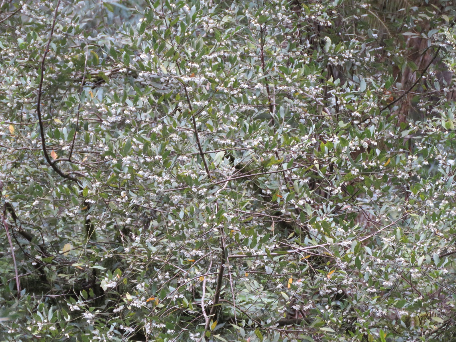 Serenaded by lyrebird under southern sassafras