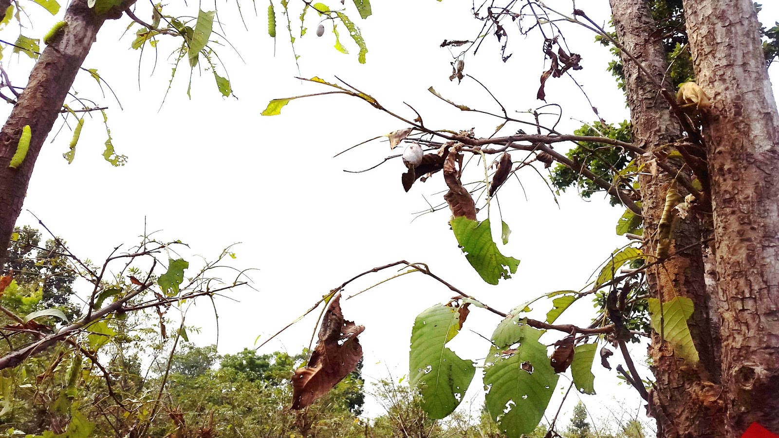 SharePyar.com - Perfect Gift for an Occasion: Tussar silk Production in ...