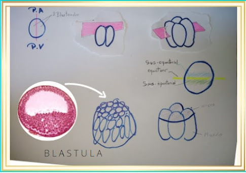 III - Segmentation ~ Espace biologie
