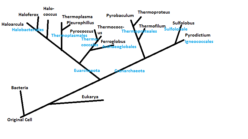 Life as we know it: Kingdom Archaebacteria