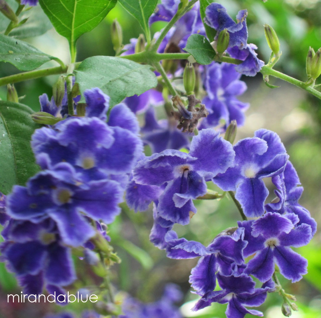 Live in the Moment: Duranta repens