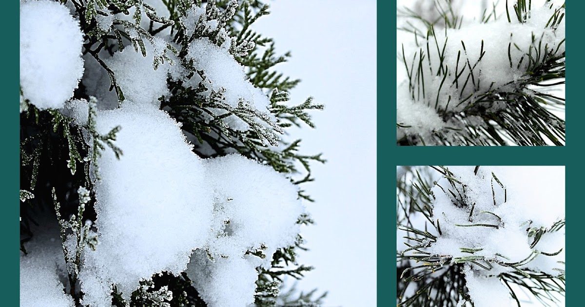 Floral Passions: Color Collace - Cypress Green