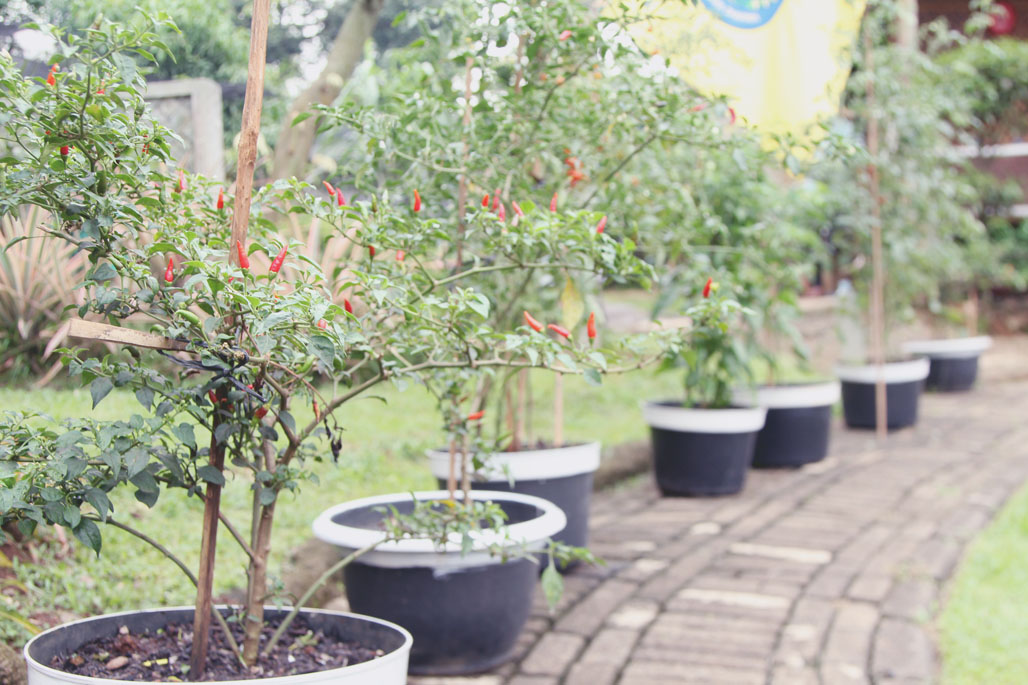 Cara Menanam di Pot by. CaraMenanam.Com