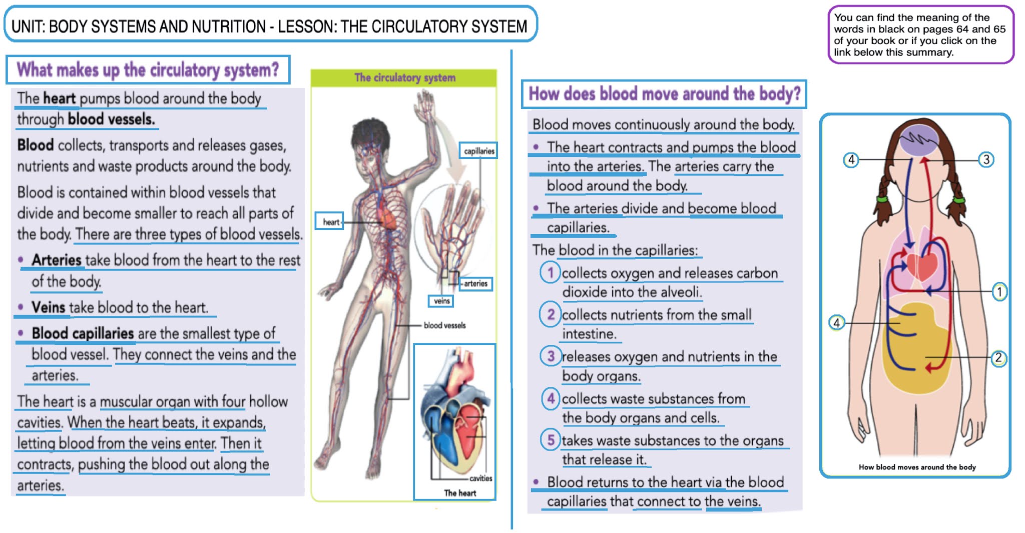 Blog de 4º de Primaria: NATURAL SCIENCE - YEAR 4 - UNIT: BODY SYSTEMS AND HUMAN NUTRITION ...