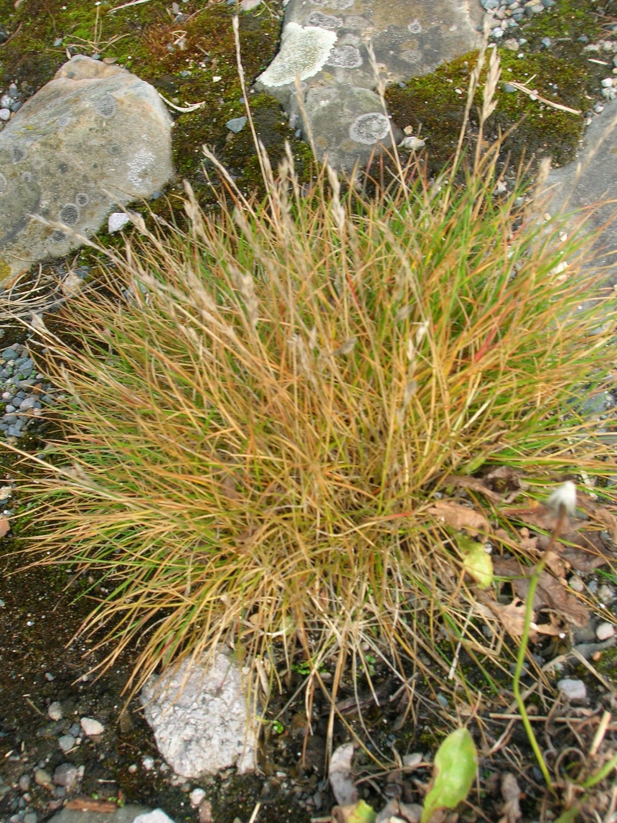 The Rainforest Fund Project: Festuca ovina - Sheep's Fescue