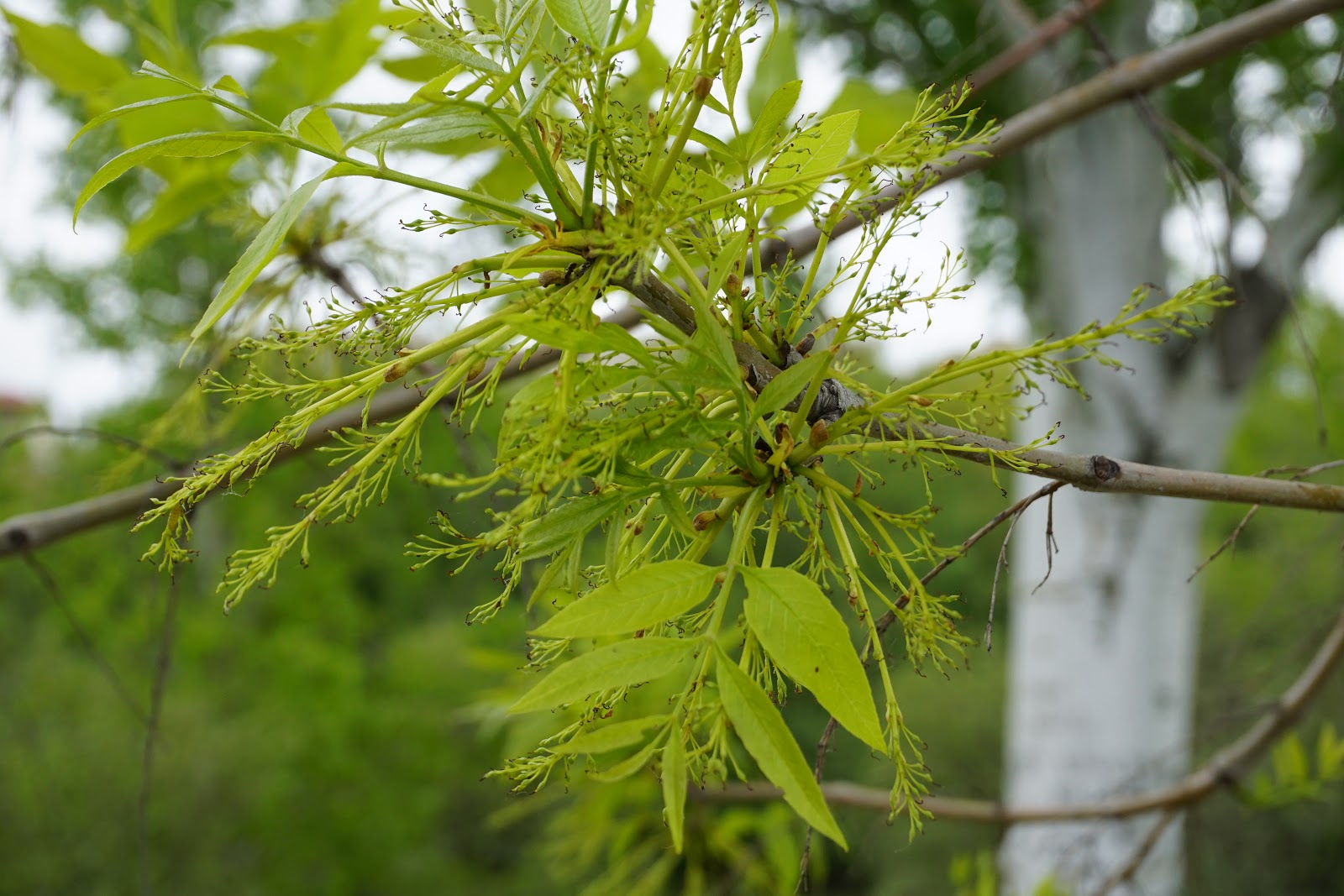 Plantas de Huerta Otea, Salamanca: Fresno común, fresno de hoja ancha ...