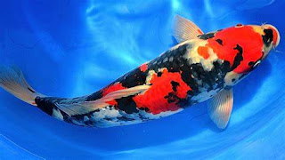 Facts about Koi fish