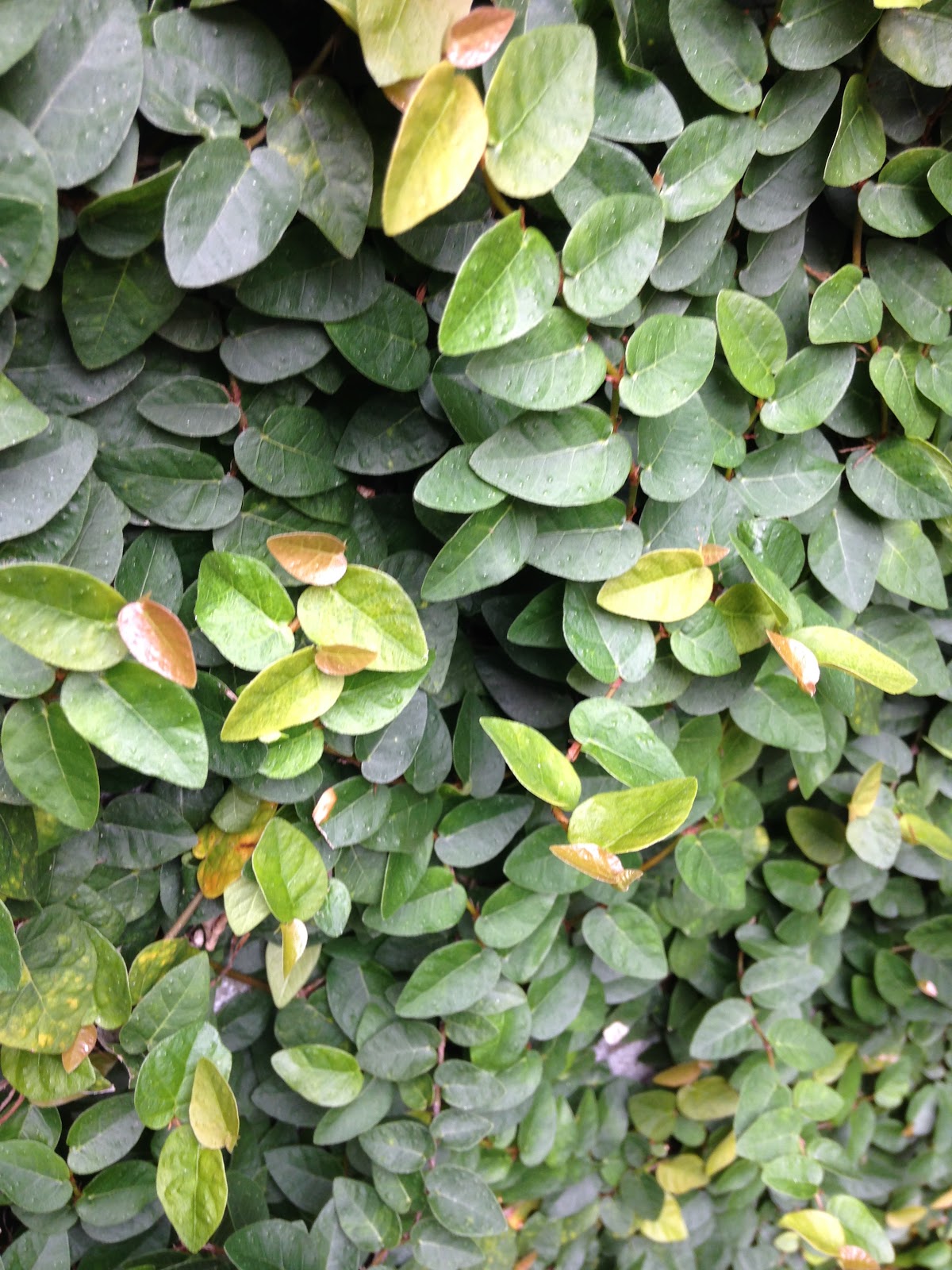 10 Tanaman Merambat Untuk Pagar - Urban Garden