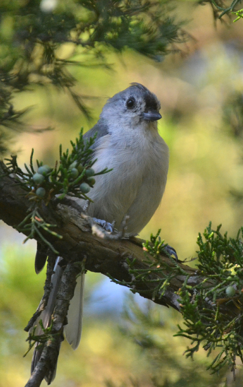 Woods Walks and Wildlife: A Titmouse Family Outing