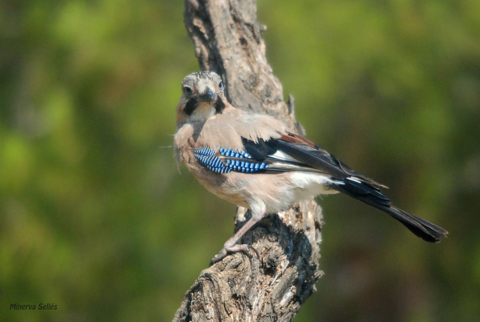 Els Sentits. Vallbona de les Monges.: EL GAIG AL BOSC