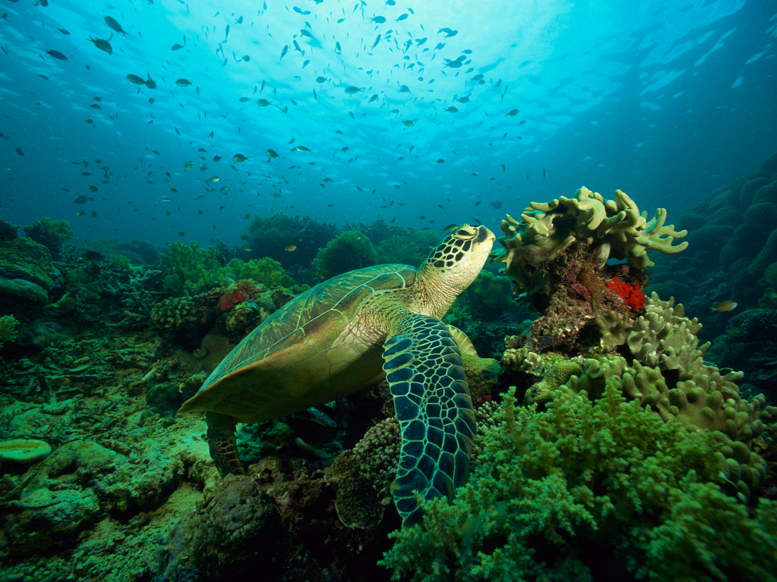 FOSSIL HUNTRESS: GREEN SEA TURTLE