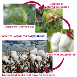 Natural fibres defination and its types | study science