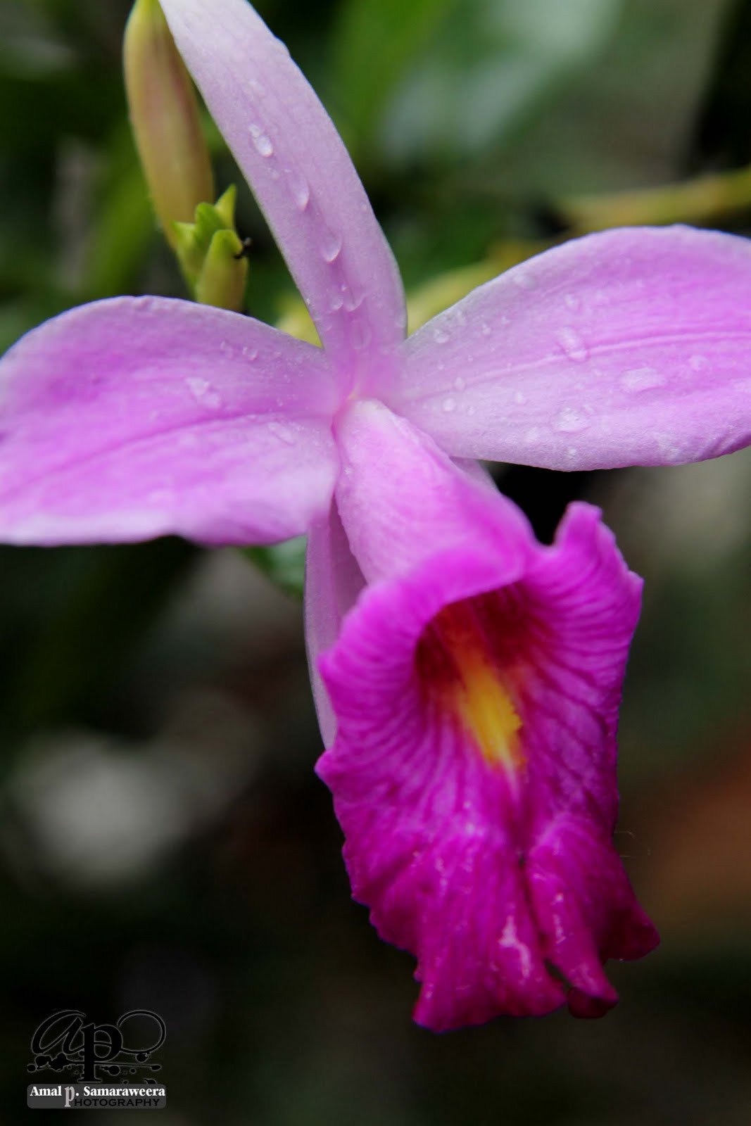 Samaru creation: Nature