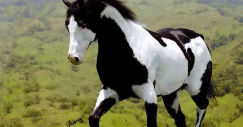 Freud's study of Little Hans (1909) | Psychology OCR notes