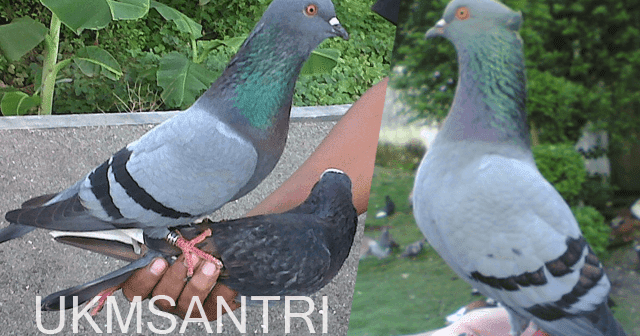 Warna Merpati Balap Paling Langka dan Paling Umum | UKM Santri