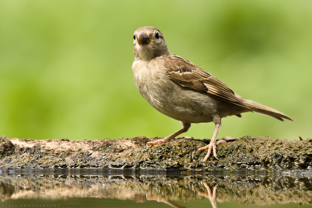 Atrej photography: vrabec domový