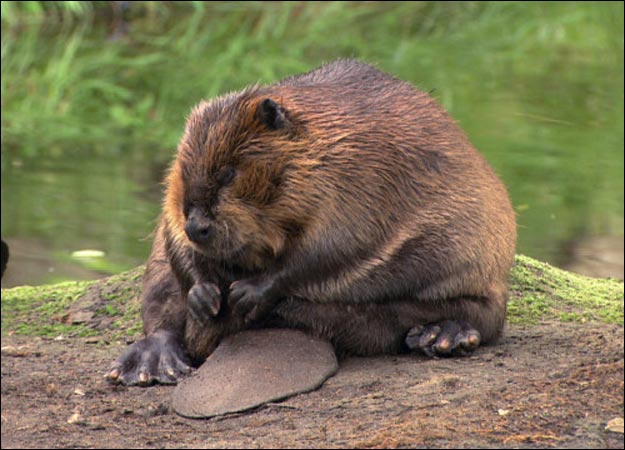Beaver Interesting Fact & Fun | The Wildlife