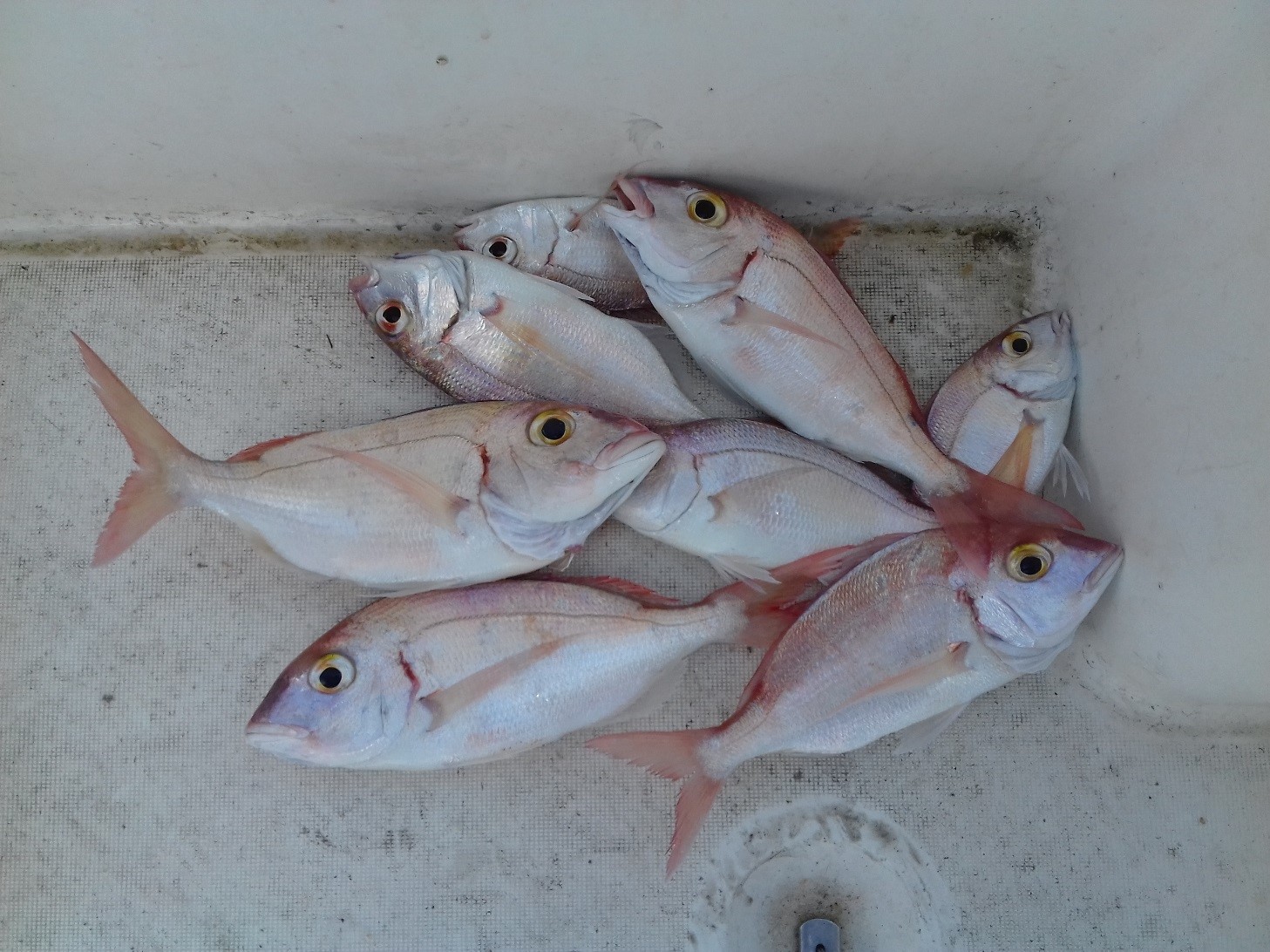 LA PESCA EN LA BAHÍA DE CÁDIZ++++++: LA PESCA DE LA BRECA EN INVIERNO ...
