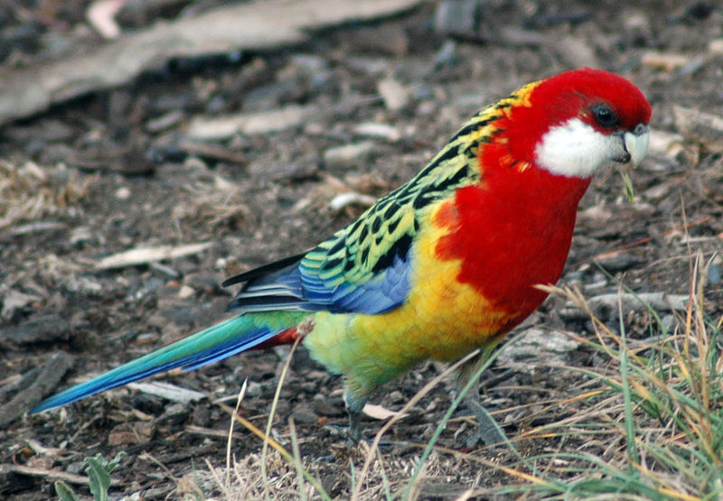 Crimson Rosella Parrot - Pet Information