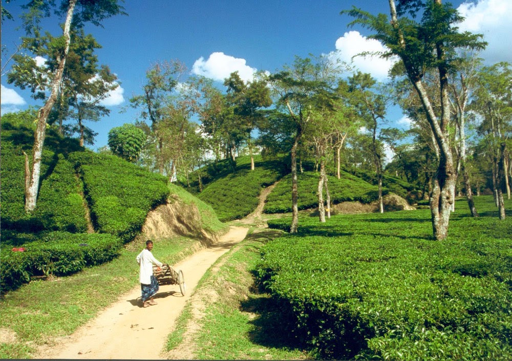 Sylhet and Srimangal tour itinerary: Sylhet and Srimangal Tour with ...