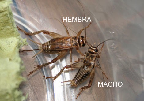 La pluma viperina: LA FÓRMULA DEL GRILLO