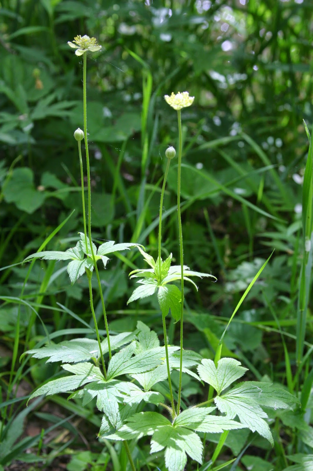 Isabella Conservation District Environmental Education Program ...