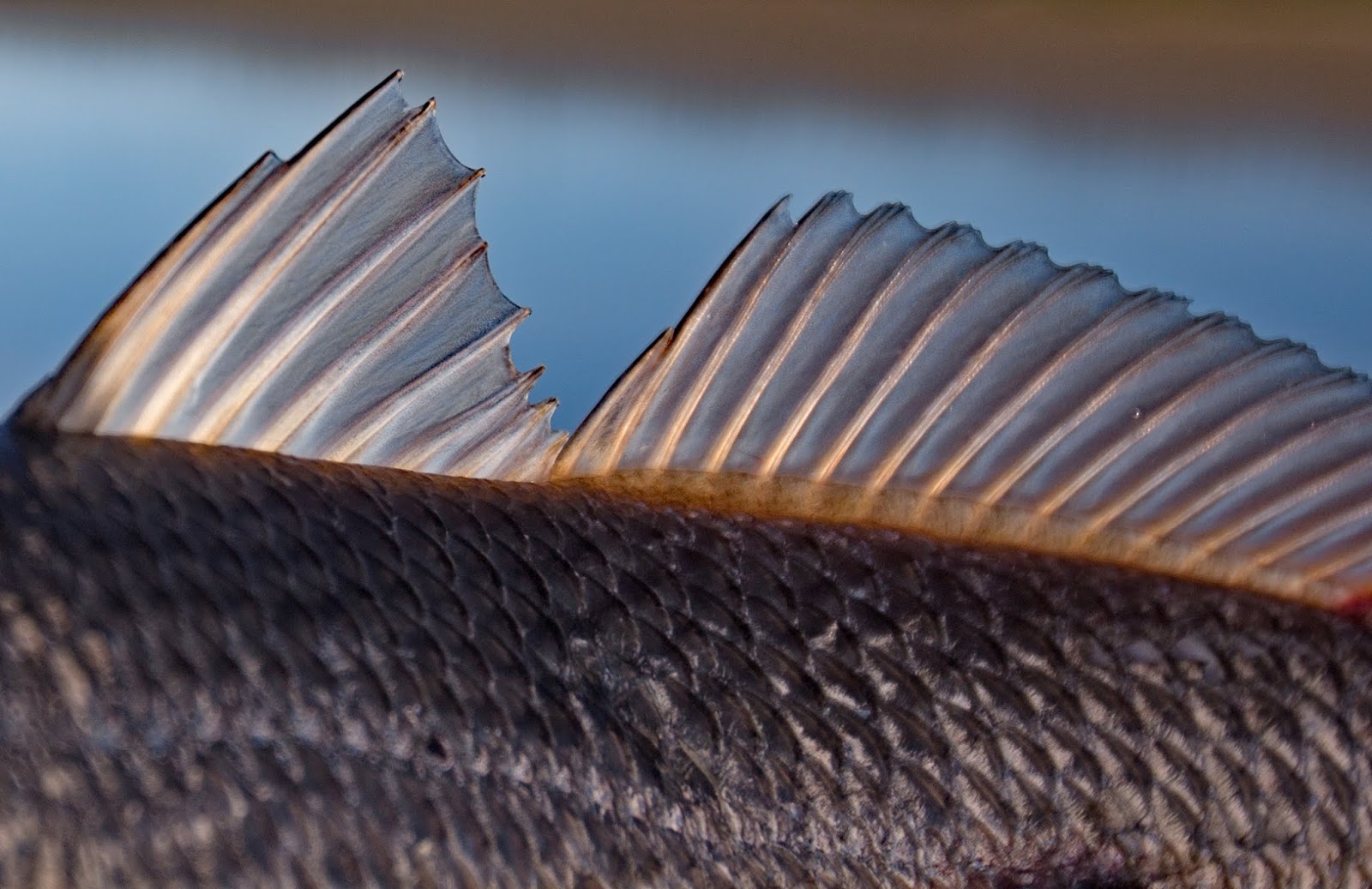 Inshore Adventures Guided Fishing Charters with Capt. Tommy Derringer ...