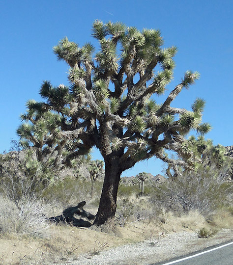 Reflections From the Fence: The Trees of my Family Tree, 110th Carnival ...