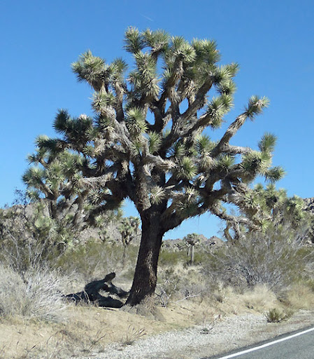 Reflections From the Fence: The Trees of my Family Tree, 110th Carnival ...