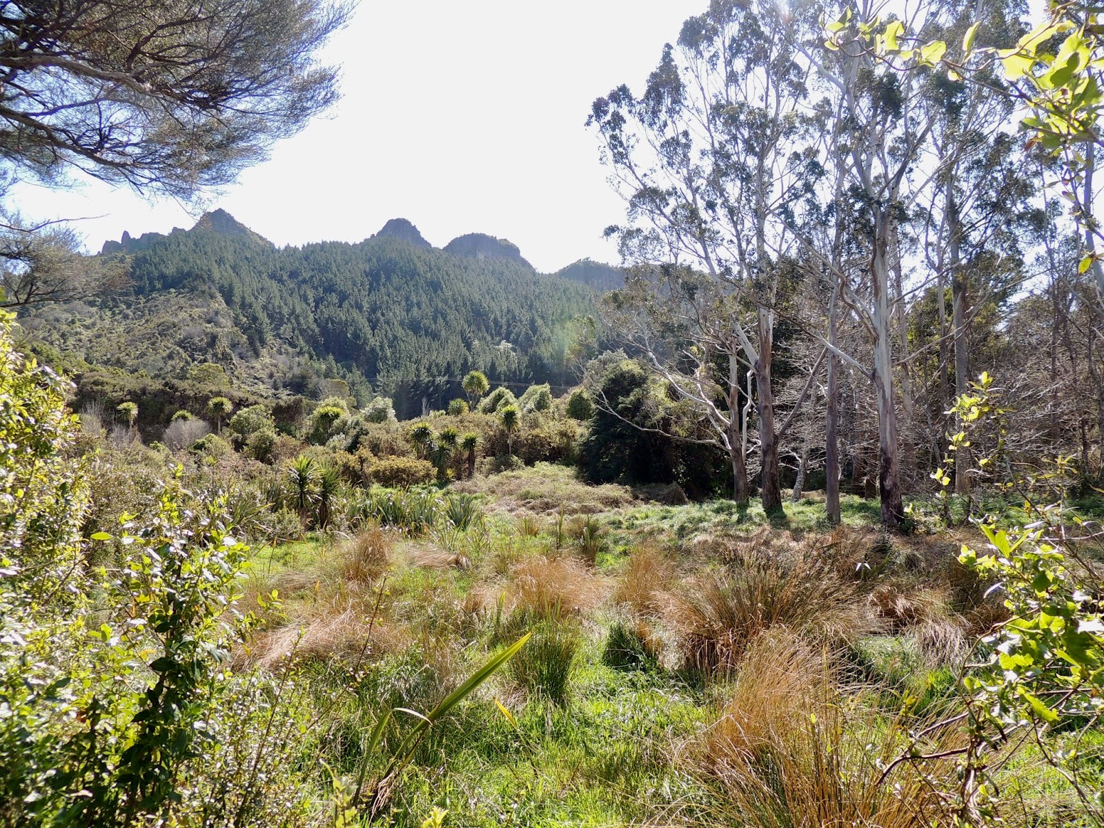 THE ROAD TAKEN : Mangarakau Swamp/Wetland