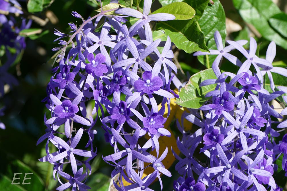 Mallorca es así también: El regalo de la Petrea